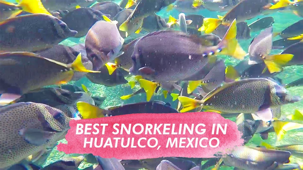 Best Snorkeling in Huatulco, Mexico (2020) - Las Brisas Huatulco - YouTube
