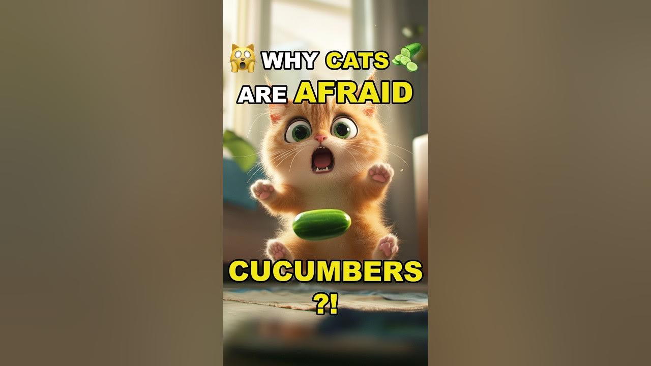Why Are Cats So Scared of Cucumbers? The Surprising Reason! - YouTube
