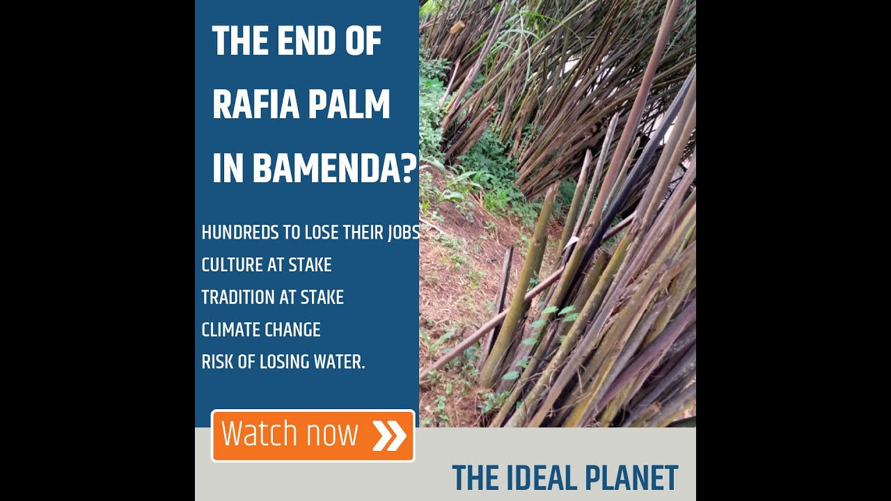 Development vs Culture & Tradition. Rafia palms at stake! - YouTube