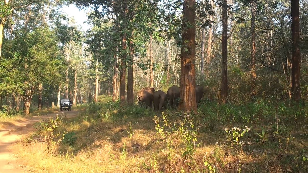 Elephant attack in wayanad wildlife sanctuary - YouTube