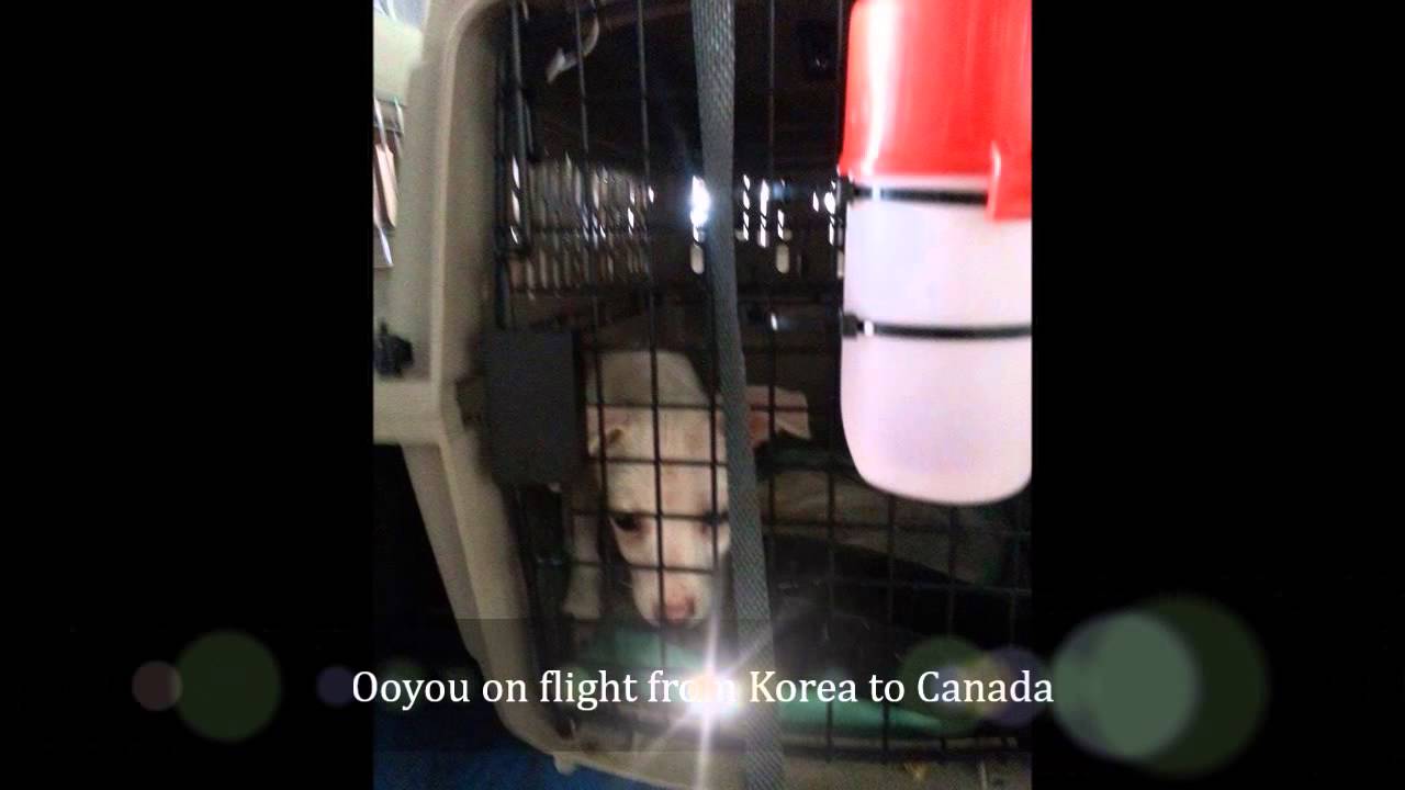 Korean dogs rescued by Victory for Animals Society Runty Rescue - YouTube