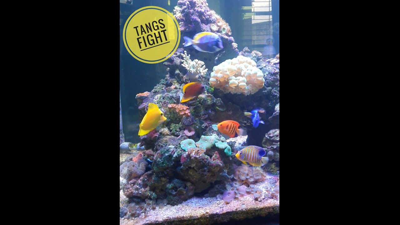 Botana Biru si preman pasar, ditantang Botana Api (Bobi vs. Botapi ...