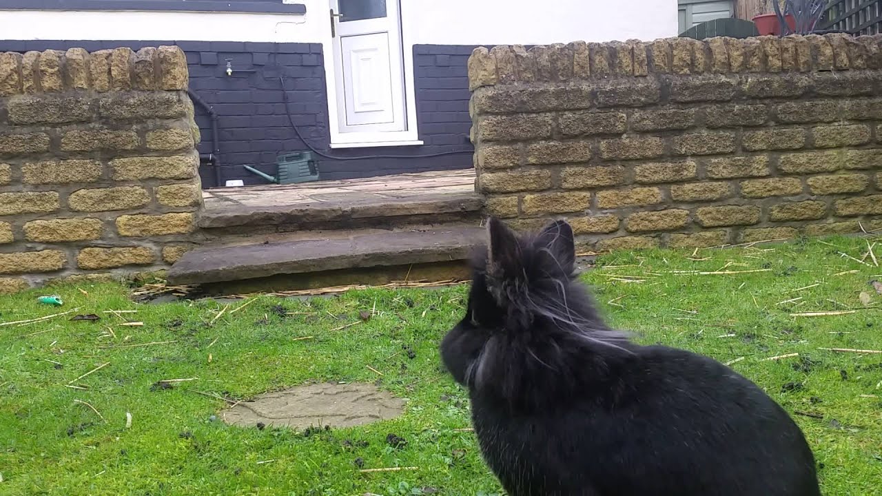 Oscar and the rabbits - YouTube