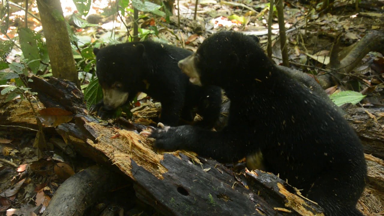 Sun Bear Behavior | Sun Bears Love Digging Dead Wood | BSBCC - YouTube