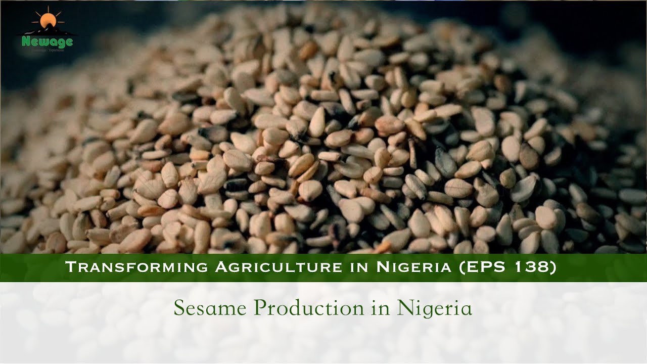 EPS 138 (2023) || Sesame Production in Nigeria - YouTube