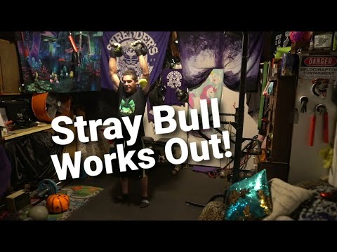 Stray Bull Works Out | 9.6.22 - YouTube