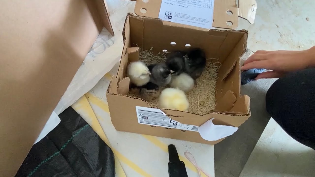 Ordering Baby Chicks in the Mail - YouTube