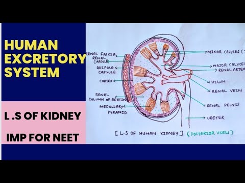 L.S OF KIDNEY || DETAIL EXPLAINATION || BIOLOGY - YouTube