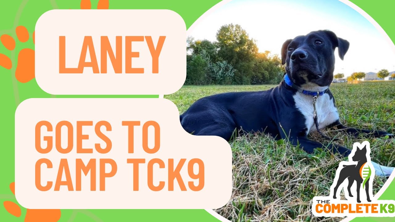 The Complete K9 - 7 Month Old Lab Mix Struts Through Basic Obedience ...