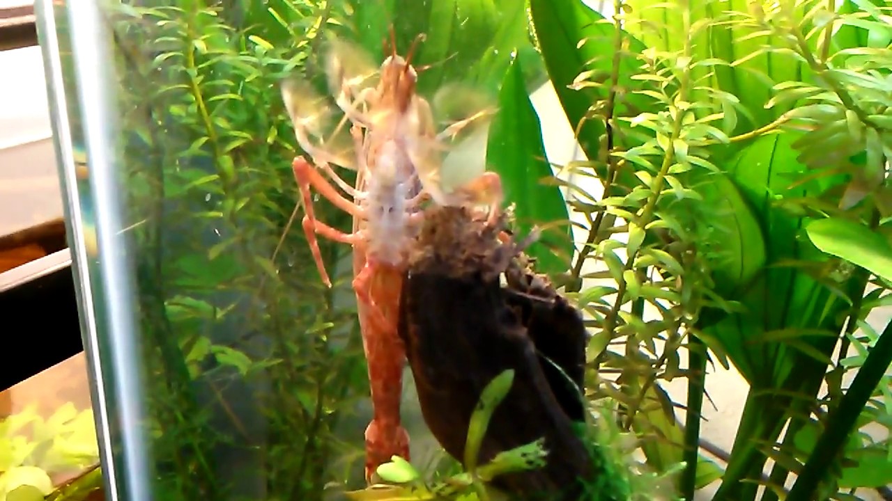Bamboo Shrimp Fanning for Food - YouTube