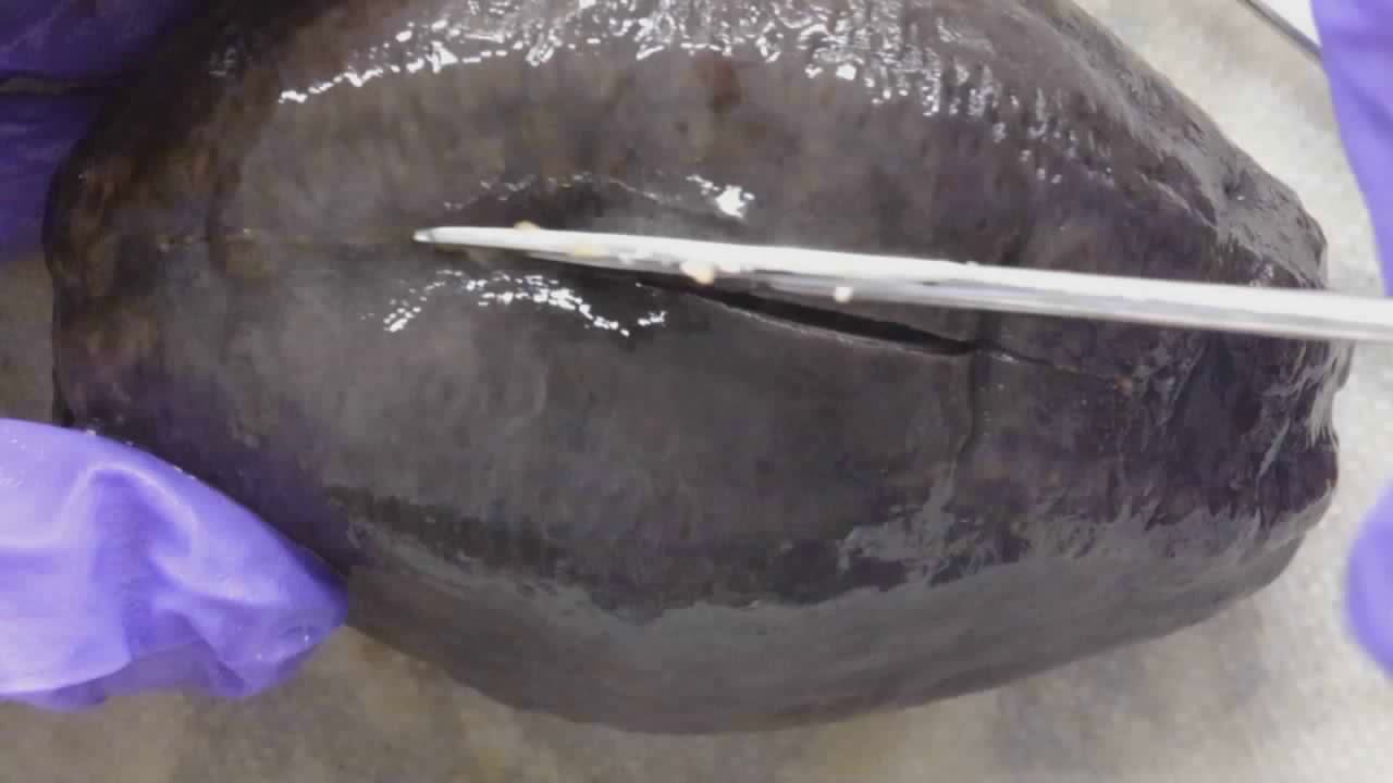 Sea Cucumber Dissection - YouTube
