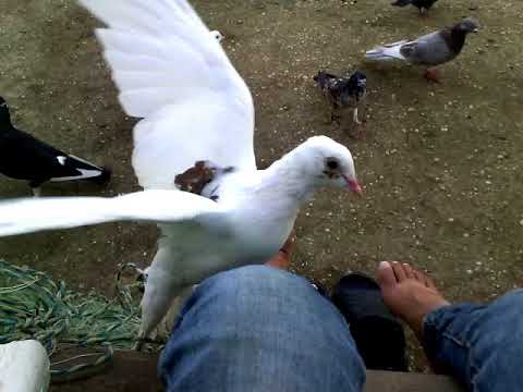 28 dene Göyercinler