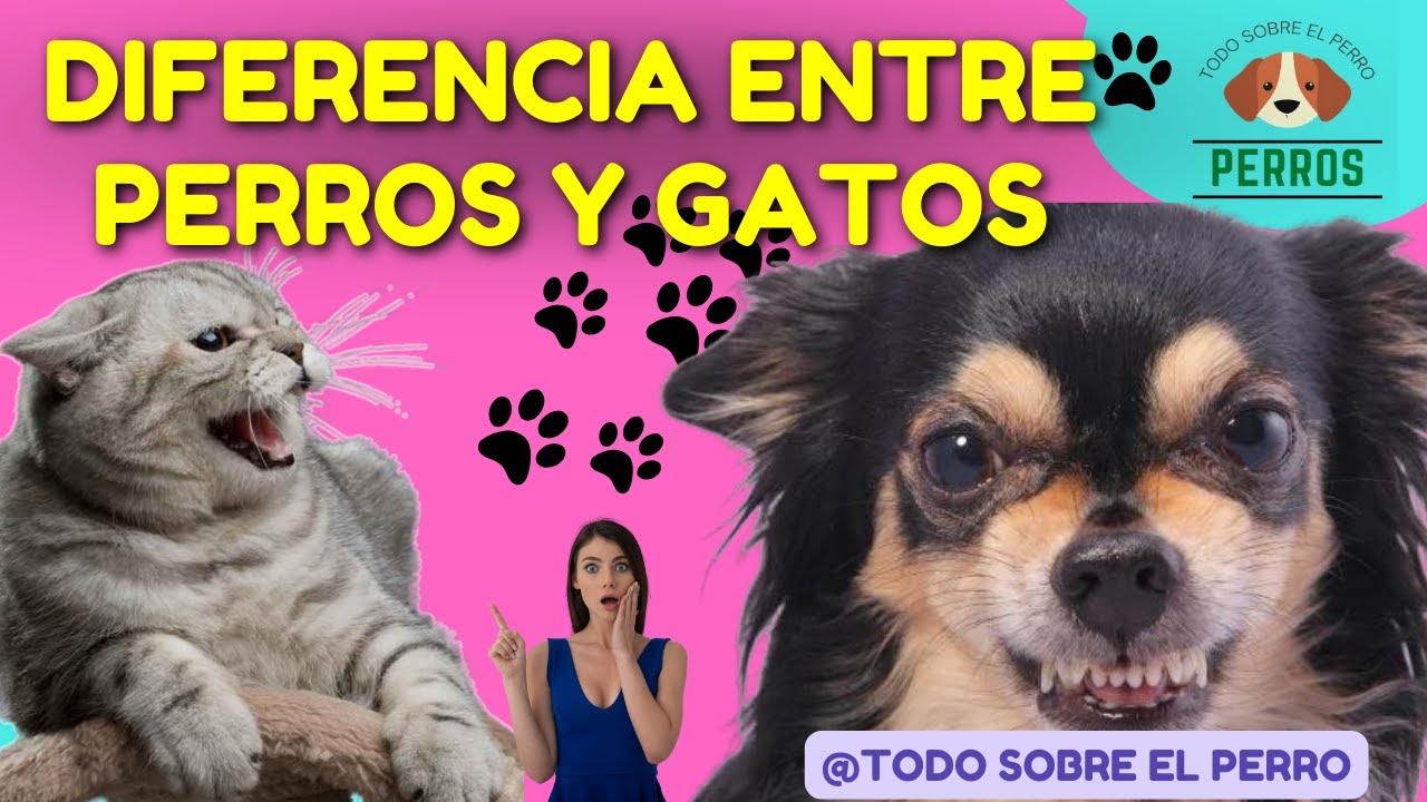 Los Gatos Y Los Perros Son Especies Diferentes