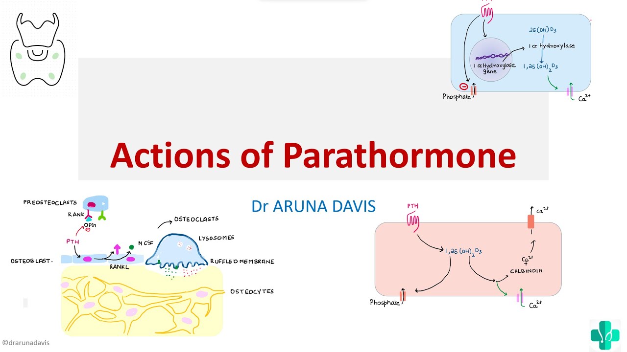 Actions Of Parathormone - YouTube