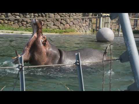 hippotamus pooping in the zoo