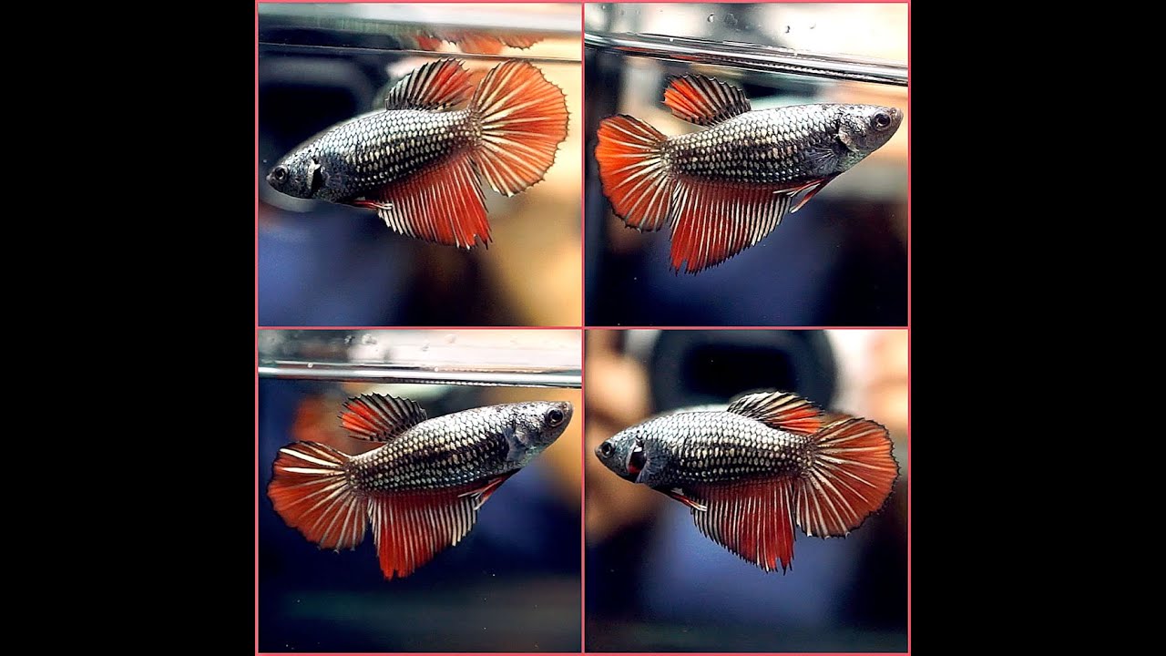 Live Betta Fish COPPER RED Halfmoon HM Female #154 - YouTube