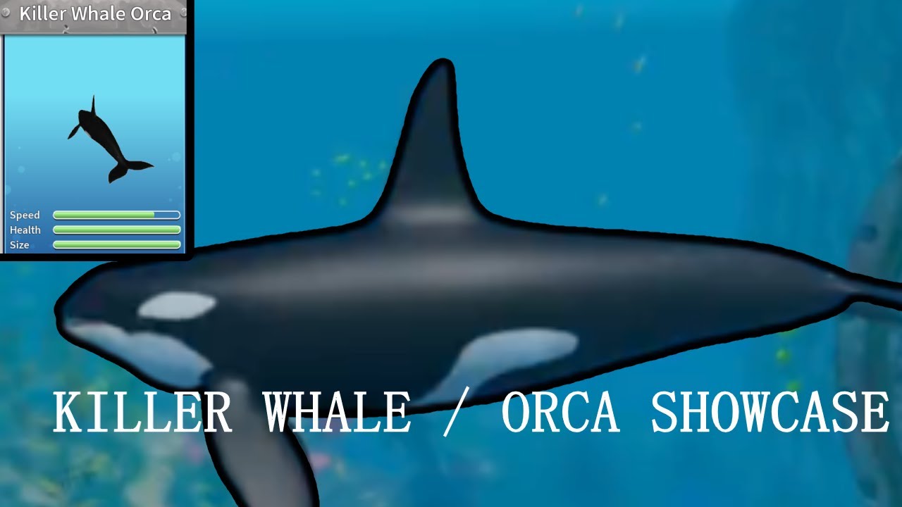 New Sharkbite 2 ORCA / KILLER WHALE SHARK SHOWCASE - YouTube