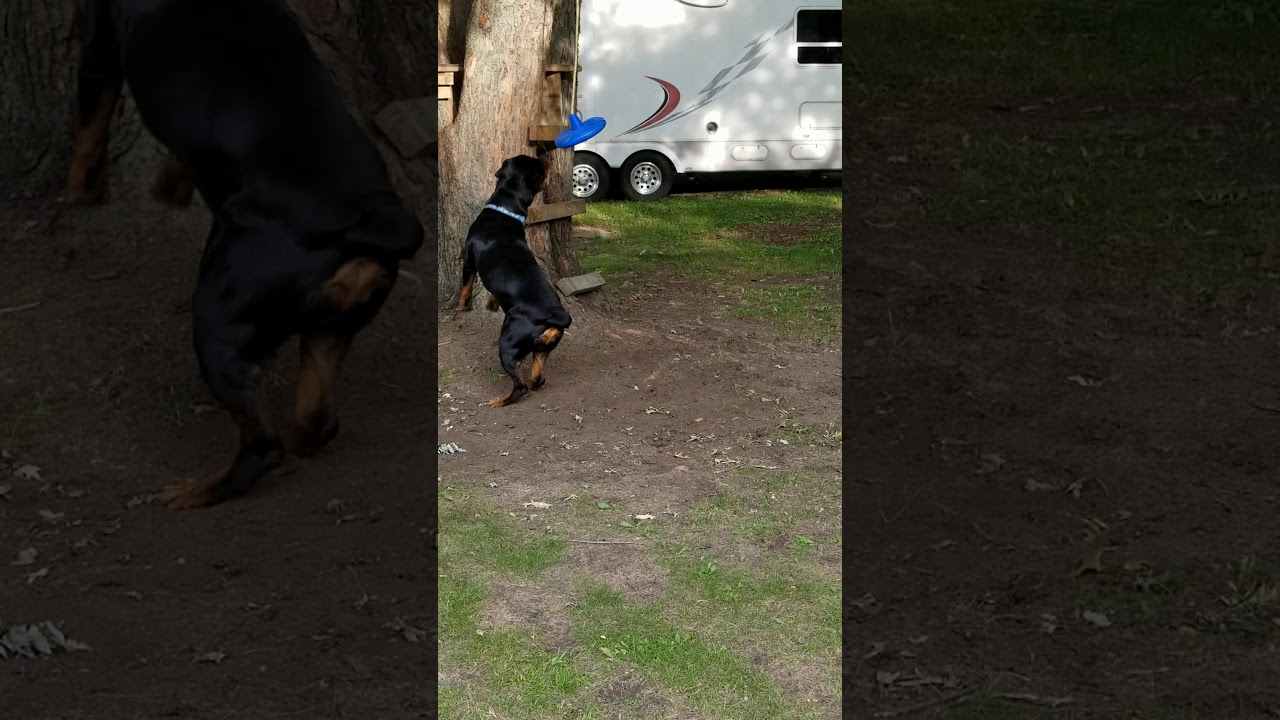 Rottweiler destroys hanging swing - YouTube