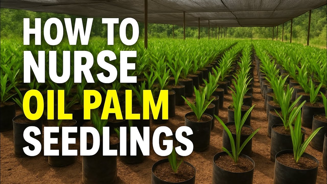 Step by Step Guide on How to Nurse Oil Palm Seedlings - YouTube