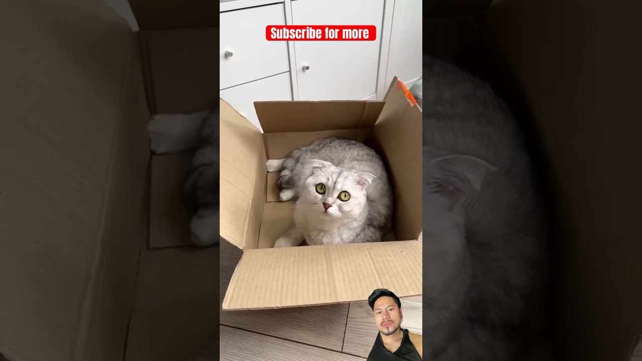 Watch till the end, cat so cute ️ ️ ️ #cat #cats #shorts - YouTube