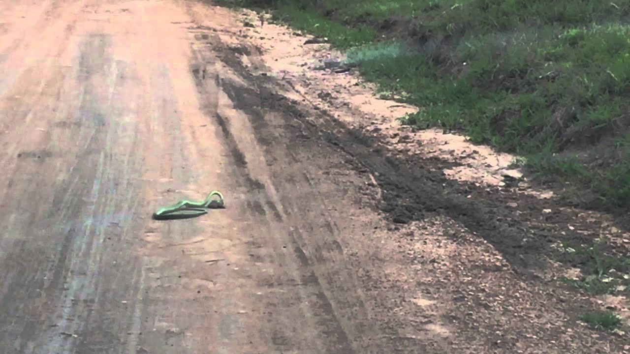 Snake killing a frog - YouTube
