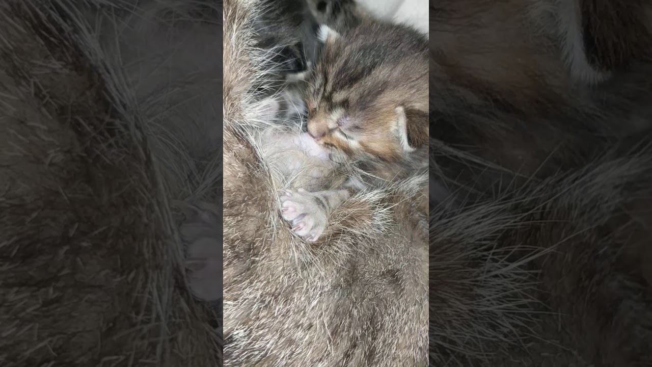 Deda kata(1) - YouTube