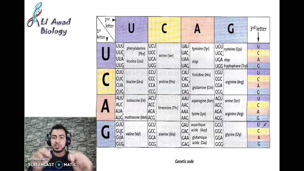 Chapter 3: Activity 4: Translation: second Step of Protein synthesis ...
