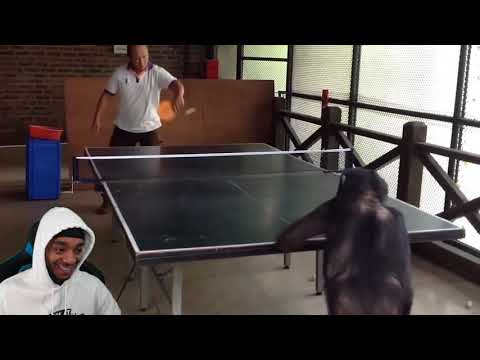FlightReacts Animals Filmed Having HUMAN-Like IQs!