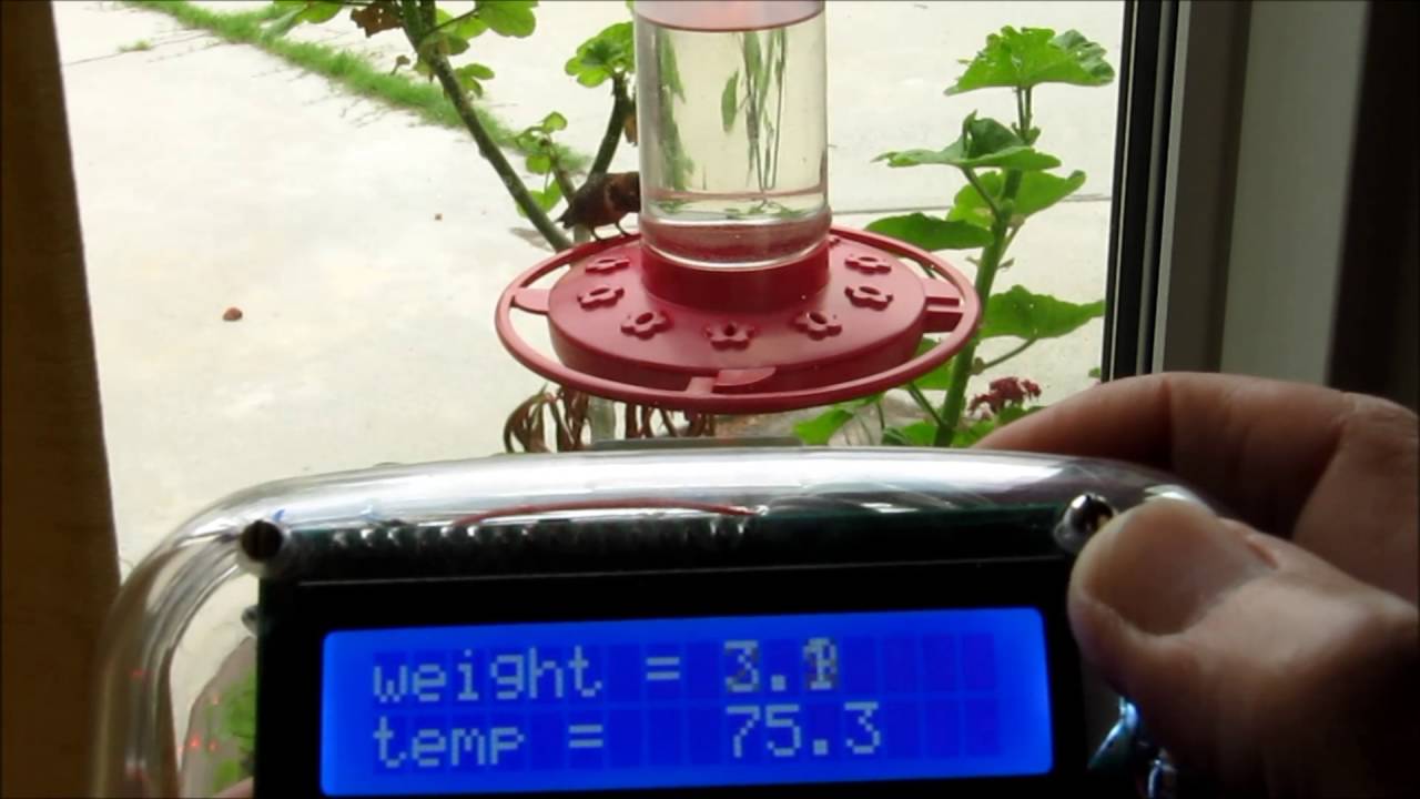Hummingbird Scale - YouTube