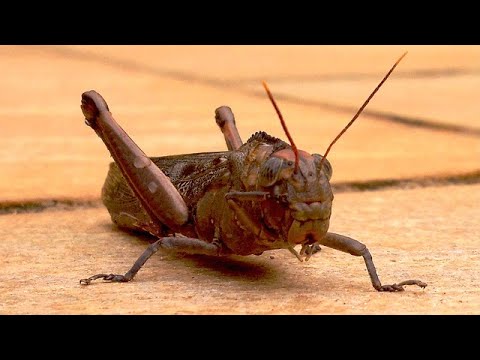 COMO SE DICE GRILLO EN INGLÉS - YouTube