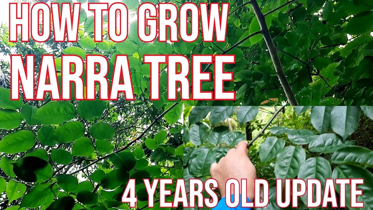 How to Grow Narra Tree (After 4 Years UPDATE) - YouTube