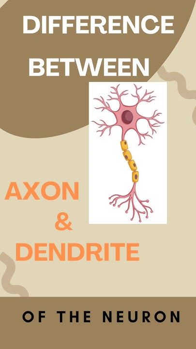 5 Differences between Axon and Dendrite of a neuron - YouTube