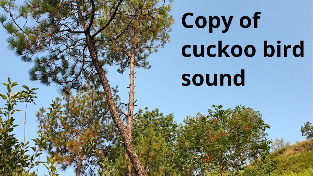 Copy of cuckoo bird sound || Himachal Pradesh, India - YouTube