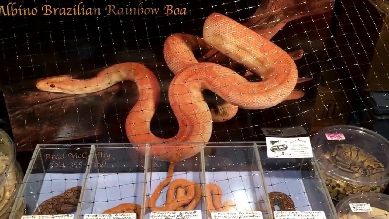 Albino Brazilian rainbow boa's - YouTube