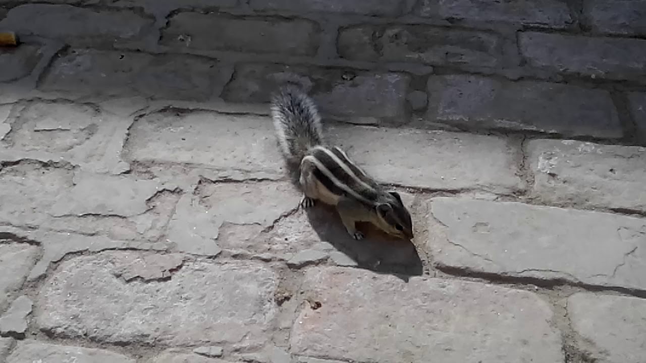 Gulahri | Animals | Lahore | Multan | Pakistan - YouTube