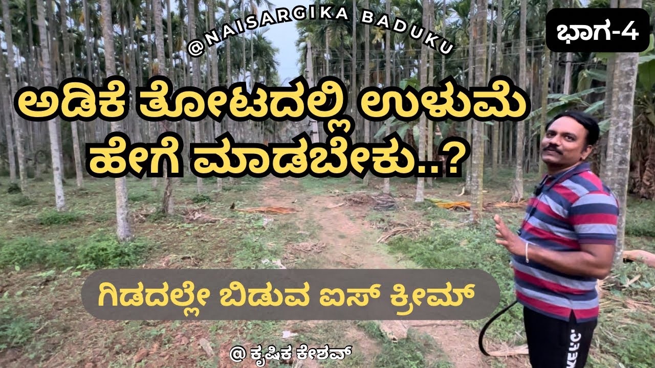 ಅಡಿಕೆ ತೋಟದಲ್ಲಿ ಉಳುಮೆ ಹೇಗೆ ಮಾಡಬೇಕು | ಐಸ್ ಕ್ರೀಮ್ ಬೀನ್ಸ | ಅಂಜೂರ | Adike ...