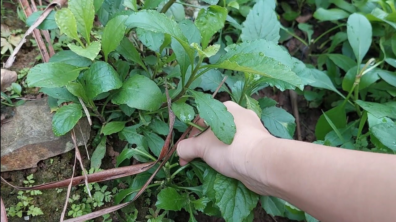 Rau Cải Trời - YouTube