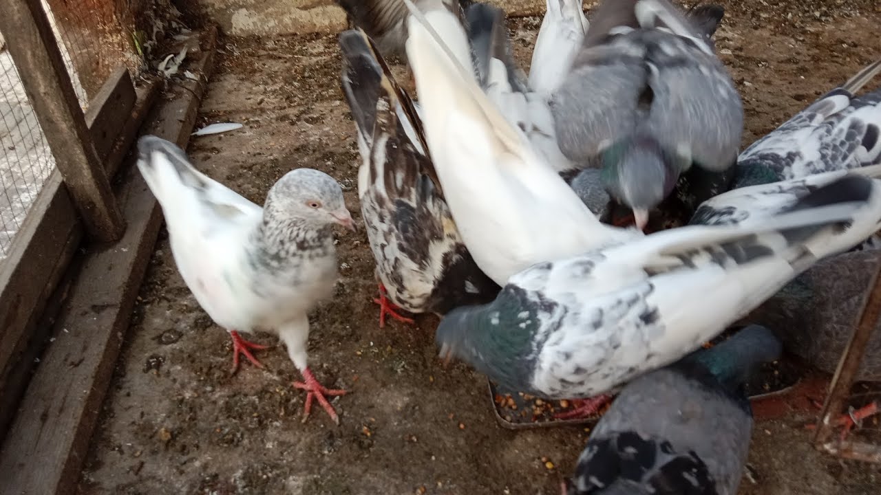 kaka brand pigeon club - YouTube