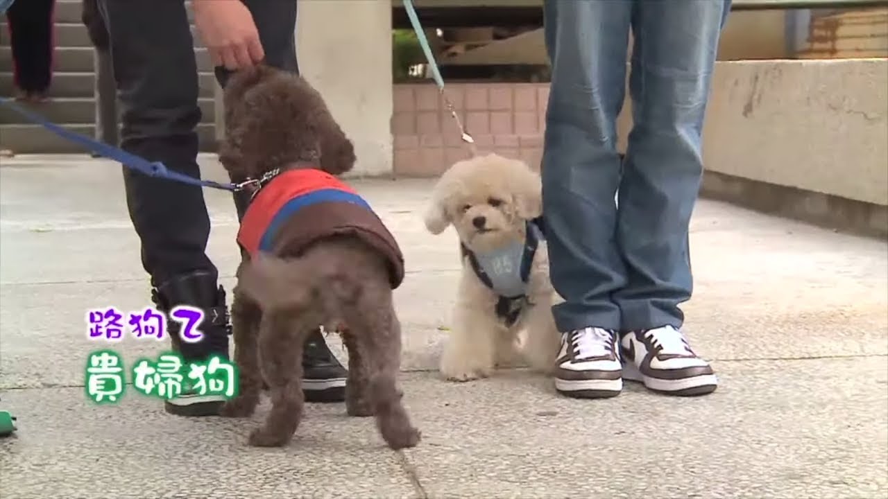 貴婦狗見狗就驚 煉狗術師Eric Ko教用狗繩建立狗主尊嚴 (寵物狗救星 - 超級馴犬師 - EP08-2) - YouTube