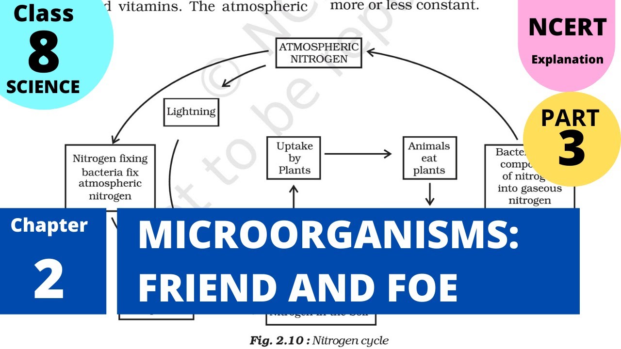 NCERT Class 8 Science Chapter 2: Microorganisms – Friends and Foes(PART ...