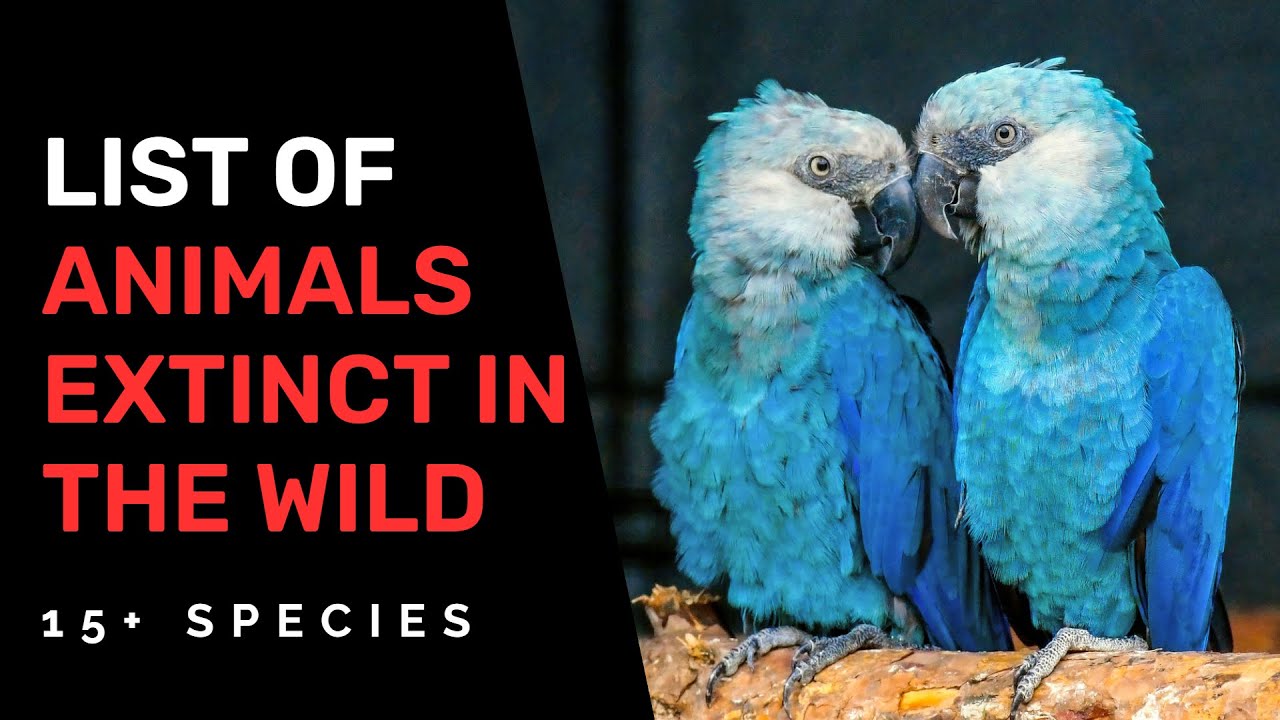 Extinct Animals In The Last 100 Years List 9 Extinct Megafauna That