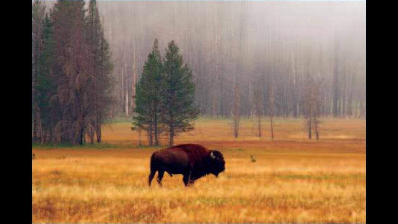 Pradarias da América do Norte: Ecologia, biodiversidade e ...