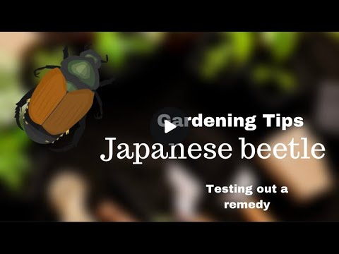 Will Japanese Beetles Kill My Apple Tree
