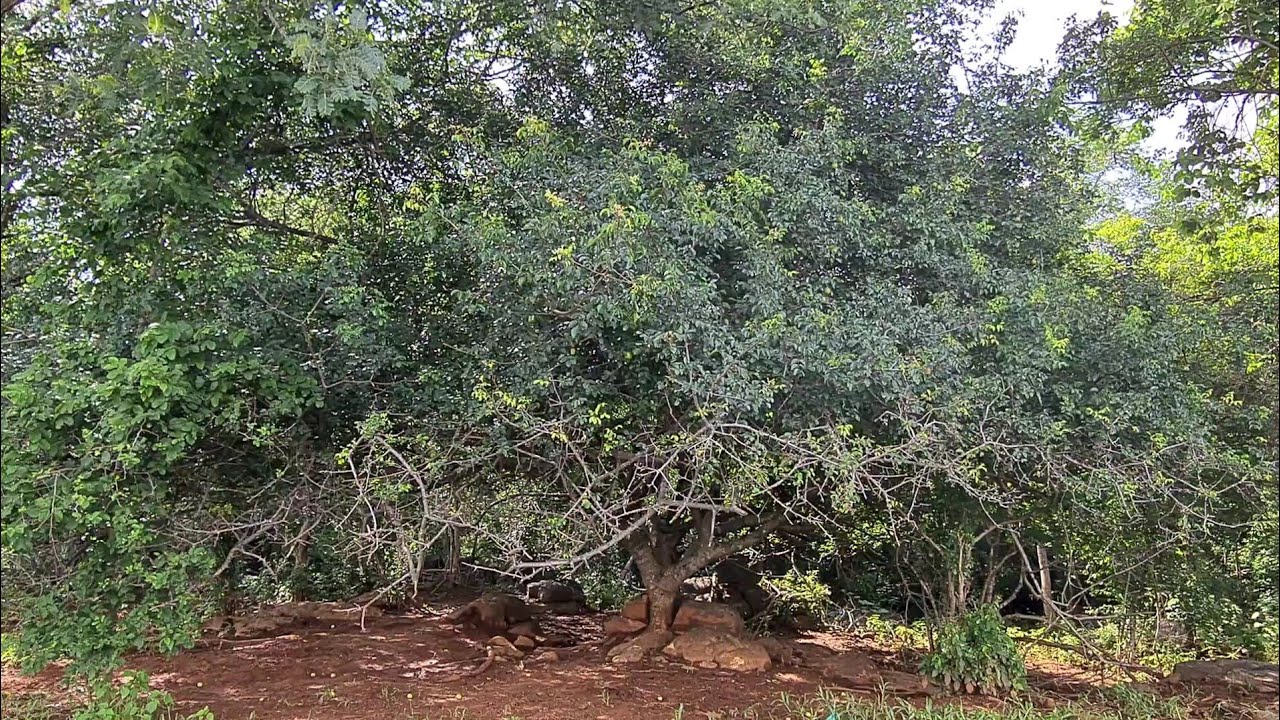 os primeiros umbús maduros - YouTube