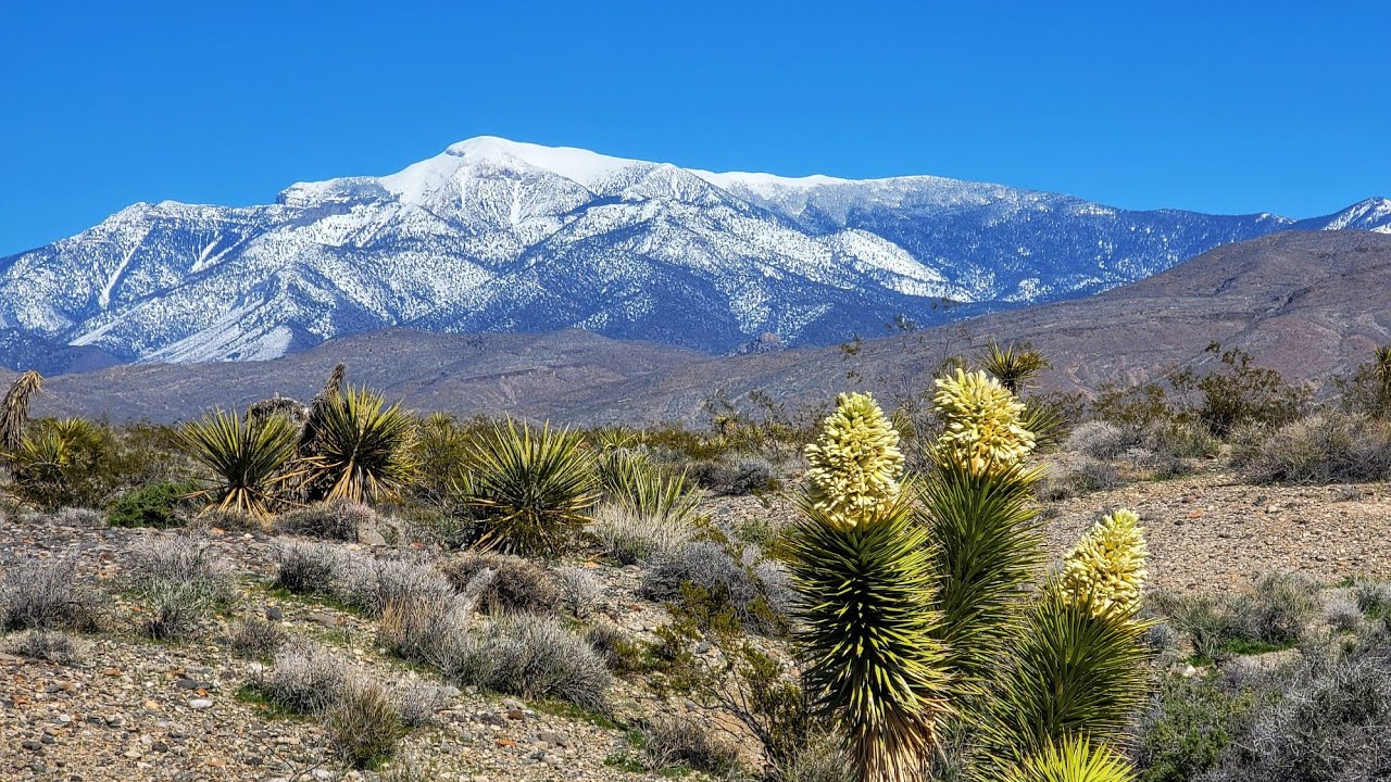 Mojave Desert Springtime Car Camping (2023) - YouTube