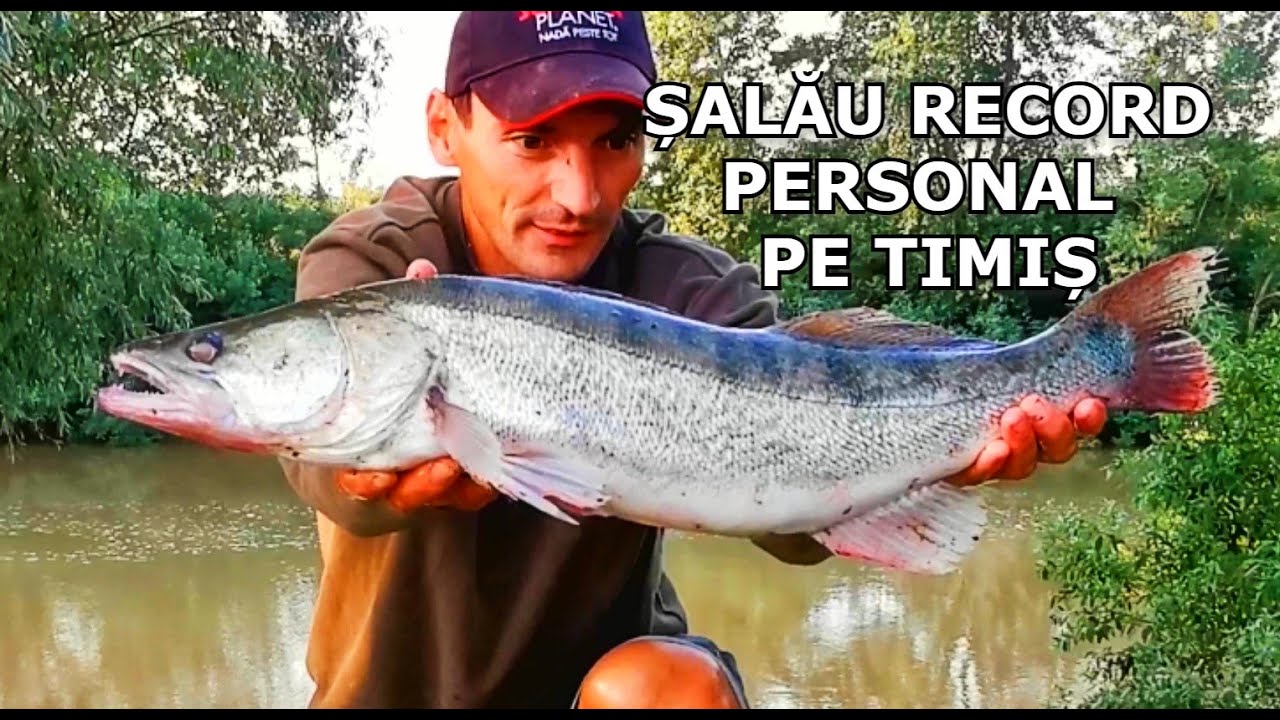 Pescuit ȘALĂU RECORD Personal Pe RÂUL TIMIȘ La FEEDER 😀 - YouTube
