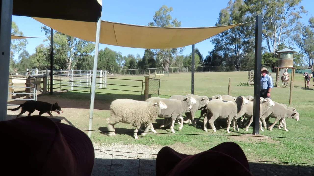 Sheep Dog Show - YouTube