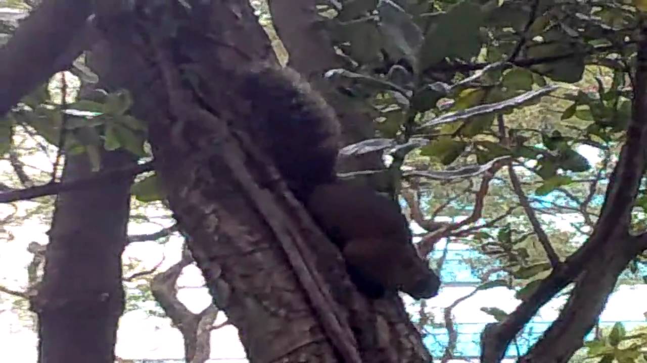 Crazy squirrel whining - YouTube