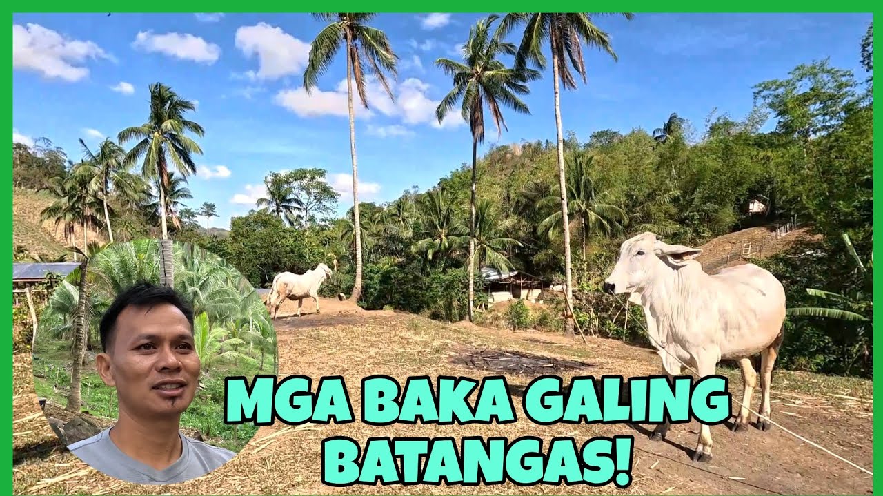 UPDATE SA MGA BAKA NA GALING BATANGAS! MALAKI NA ANG KANILANG PINAGBAGO ...