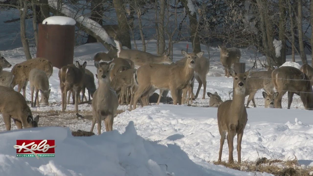 Staggering Deer Population in Eden, SD - YouTube